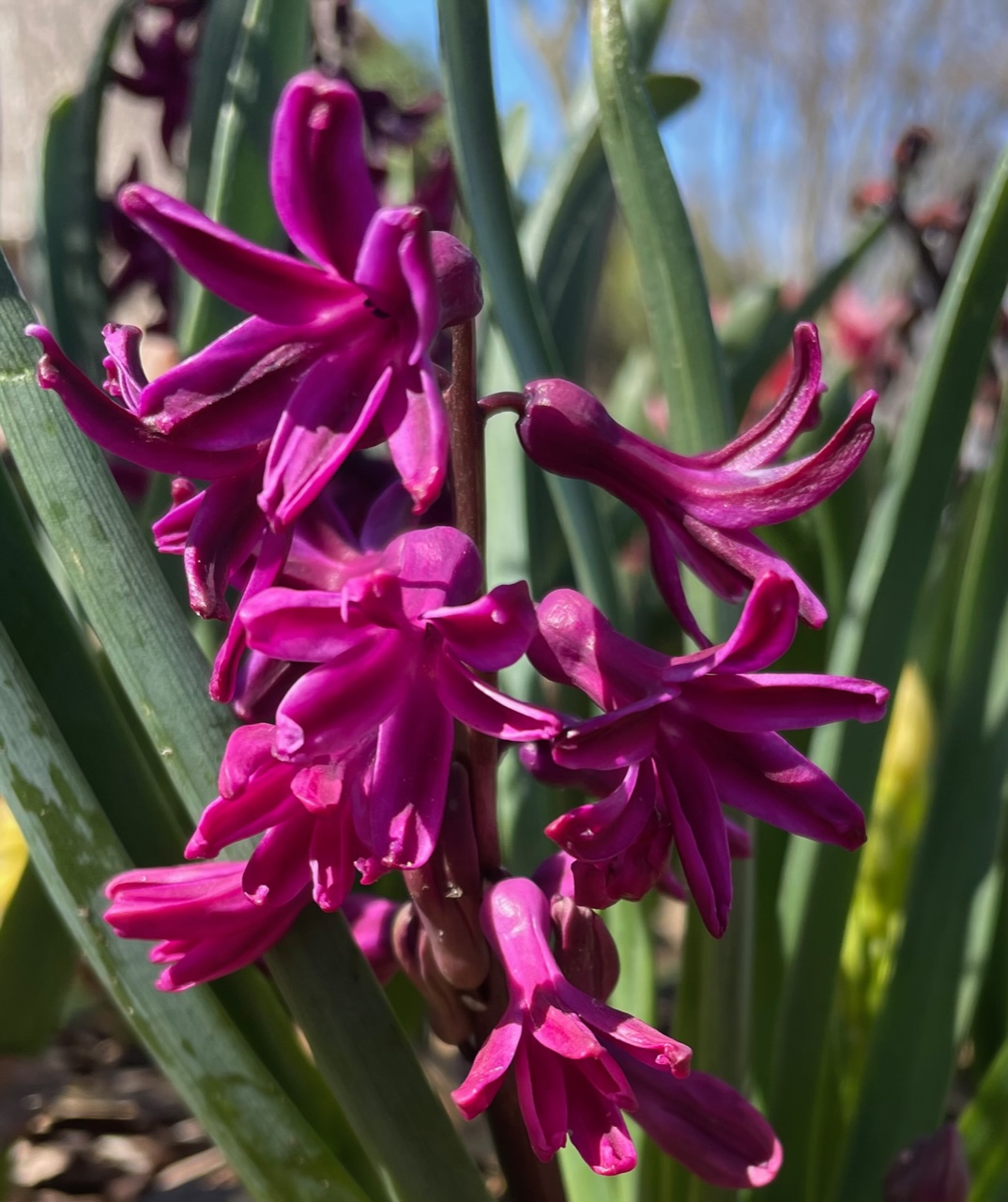 Springtime Fragrant Flowers: Hyacinth - I Sniff Before I Sleep